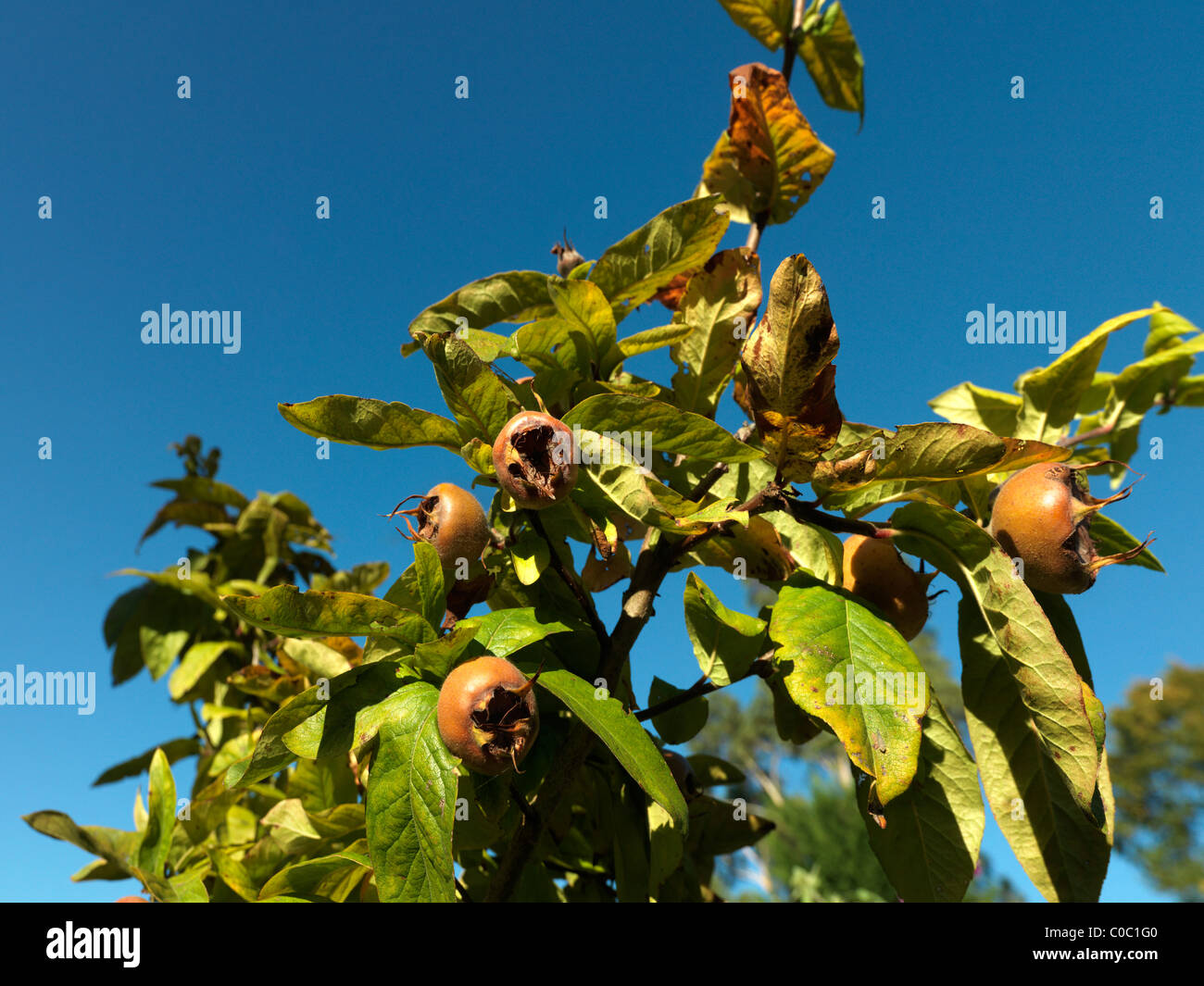 Medlar fruit hi-res stock photography and images - Alamy