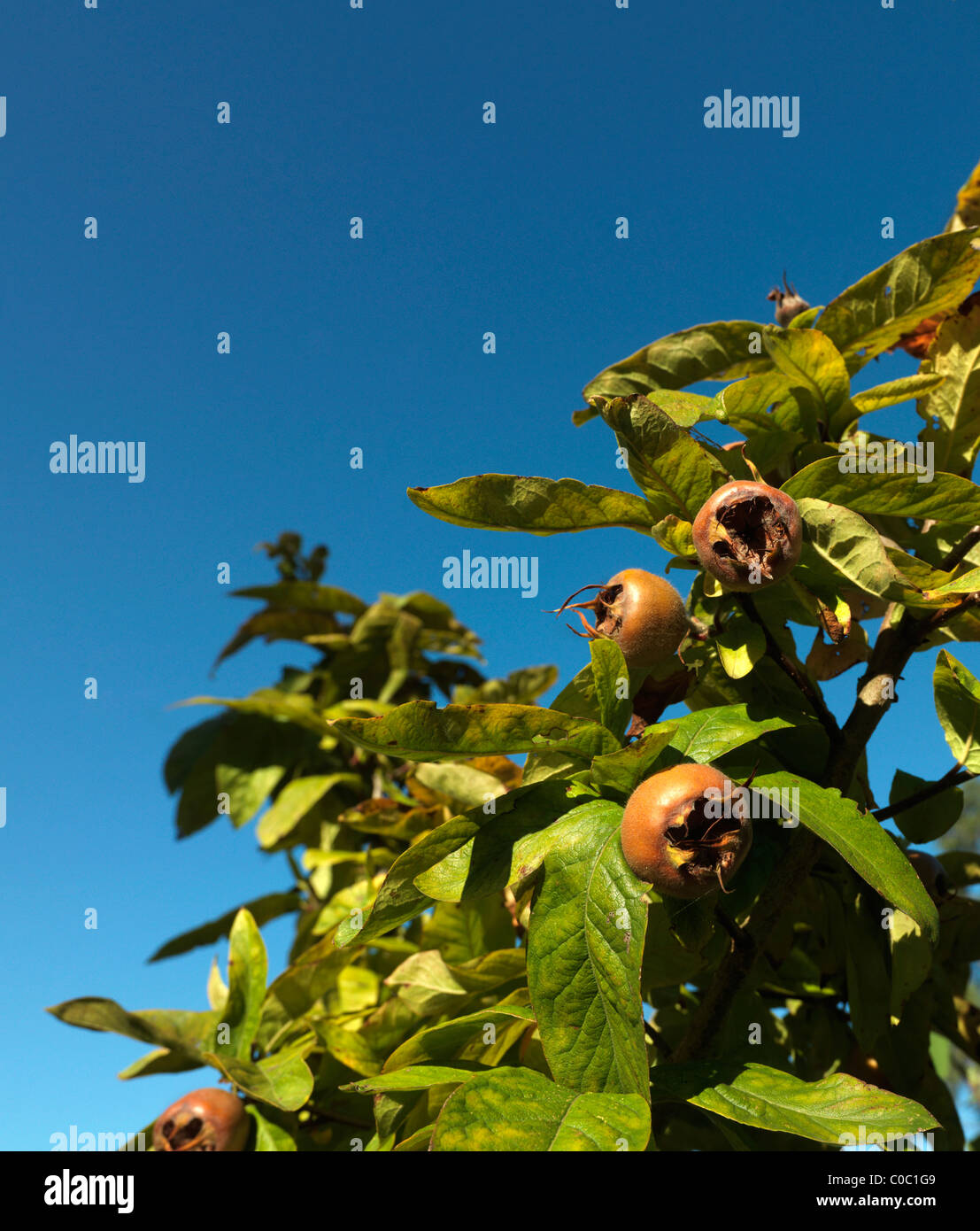 Medlar Fruit Growing On tree In A Garden England Stock Photo - Alamy