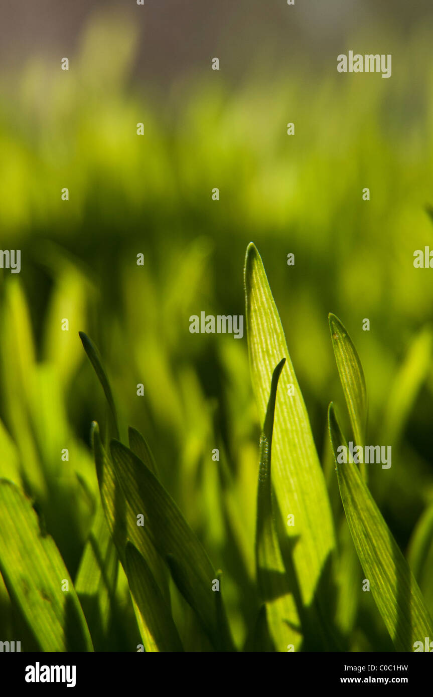 Close-up of grass Stock Photo - Alamy