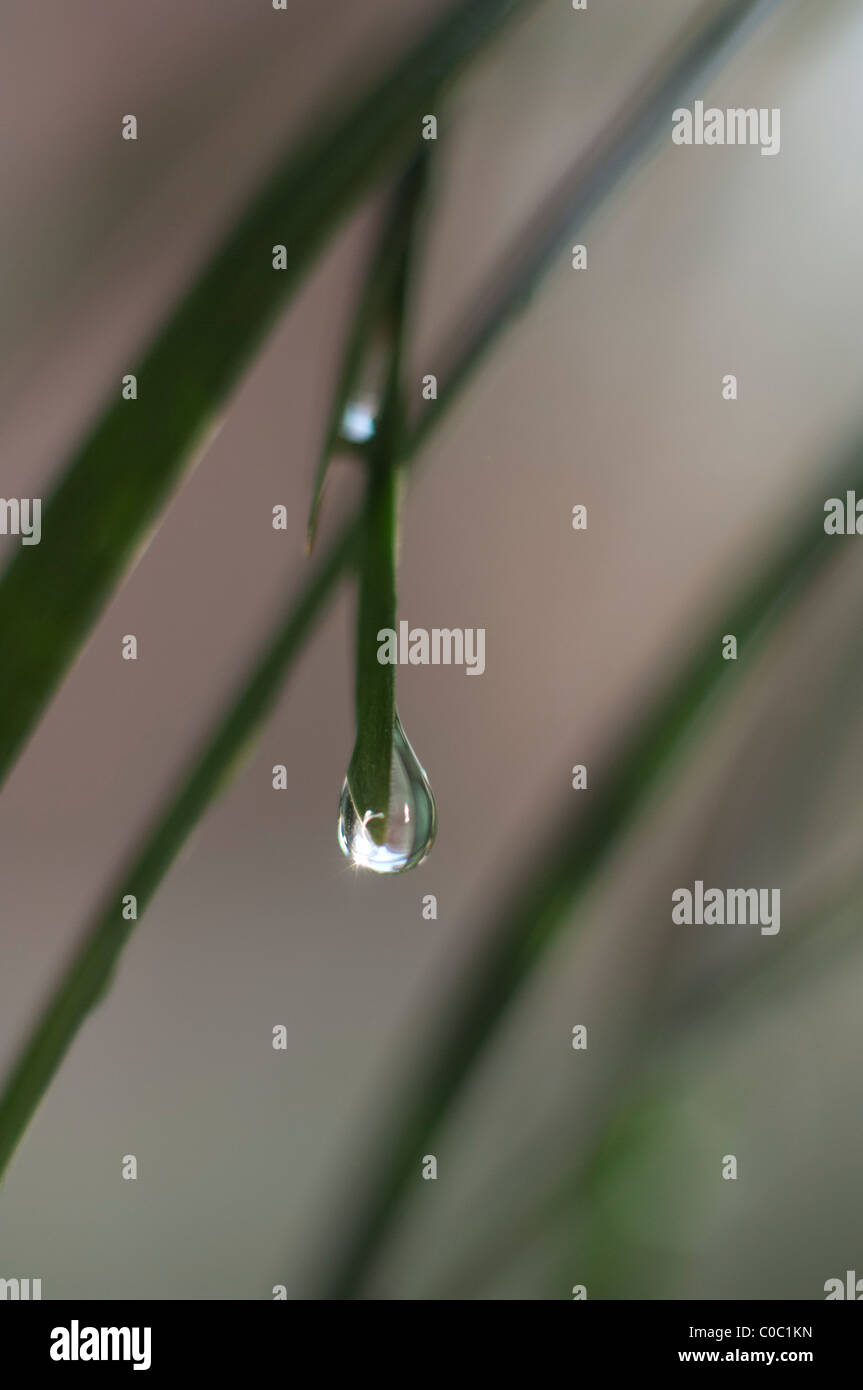 Drop of water on tip of a leaf Stock Photo - Alamy