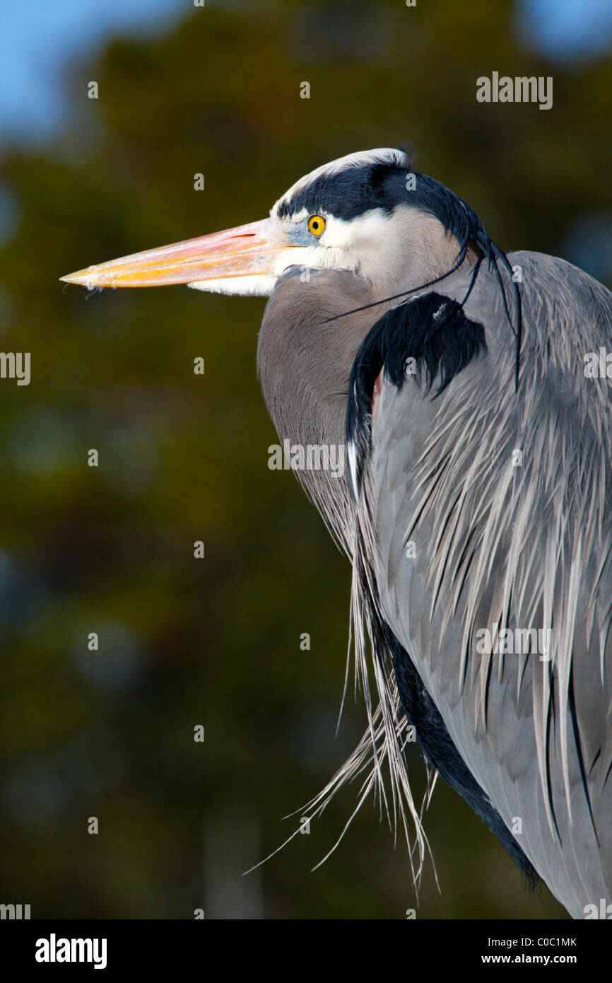 Closeup blue herons head hi-res stock photography and images - Alamy