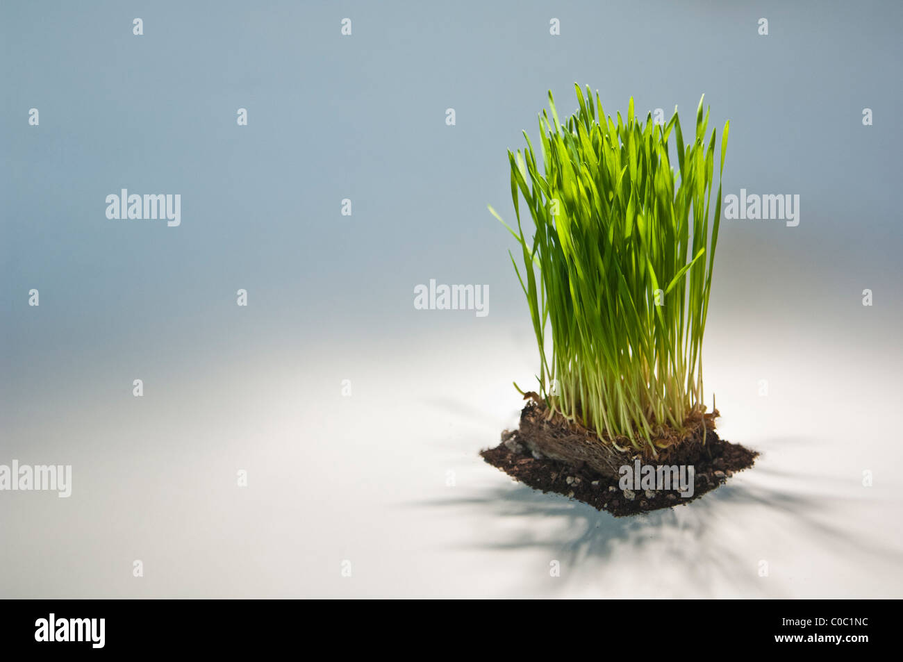 Square of grass in studio Stock Photo - Alamy