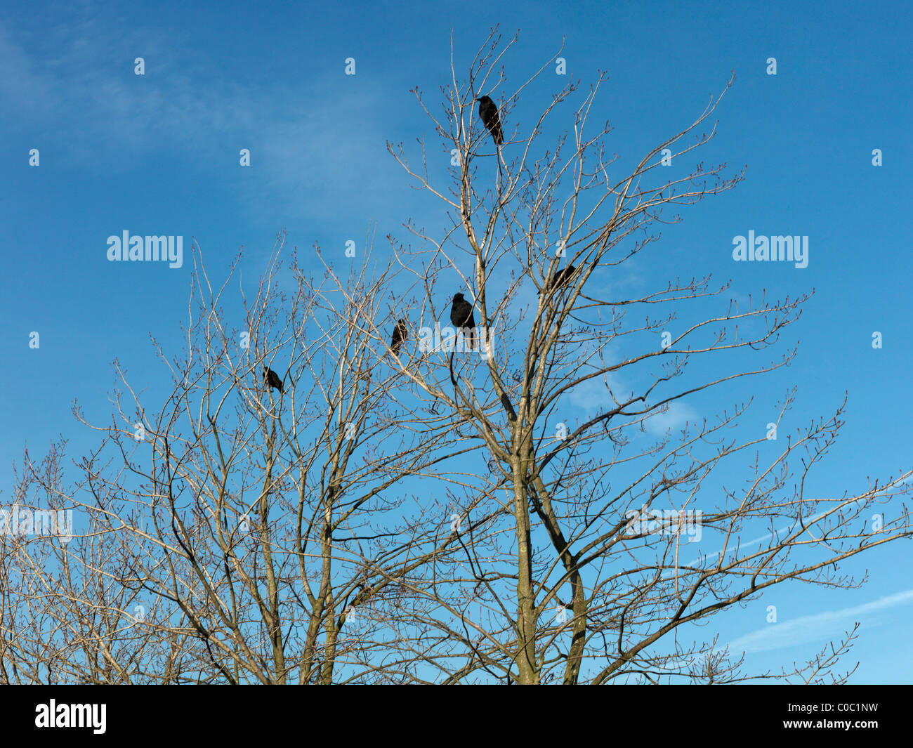 Crows and tree hi-res stock photography and images - Alamy