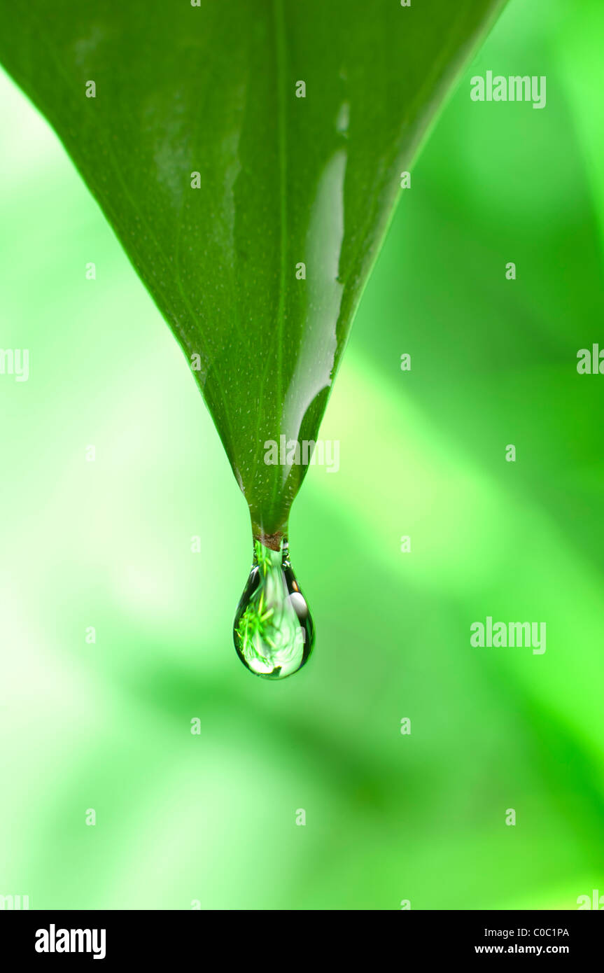 Water drop hanging from the tip of a leaf Stock Photo - Alamy