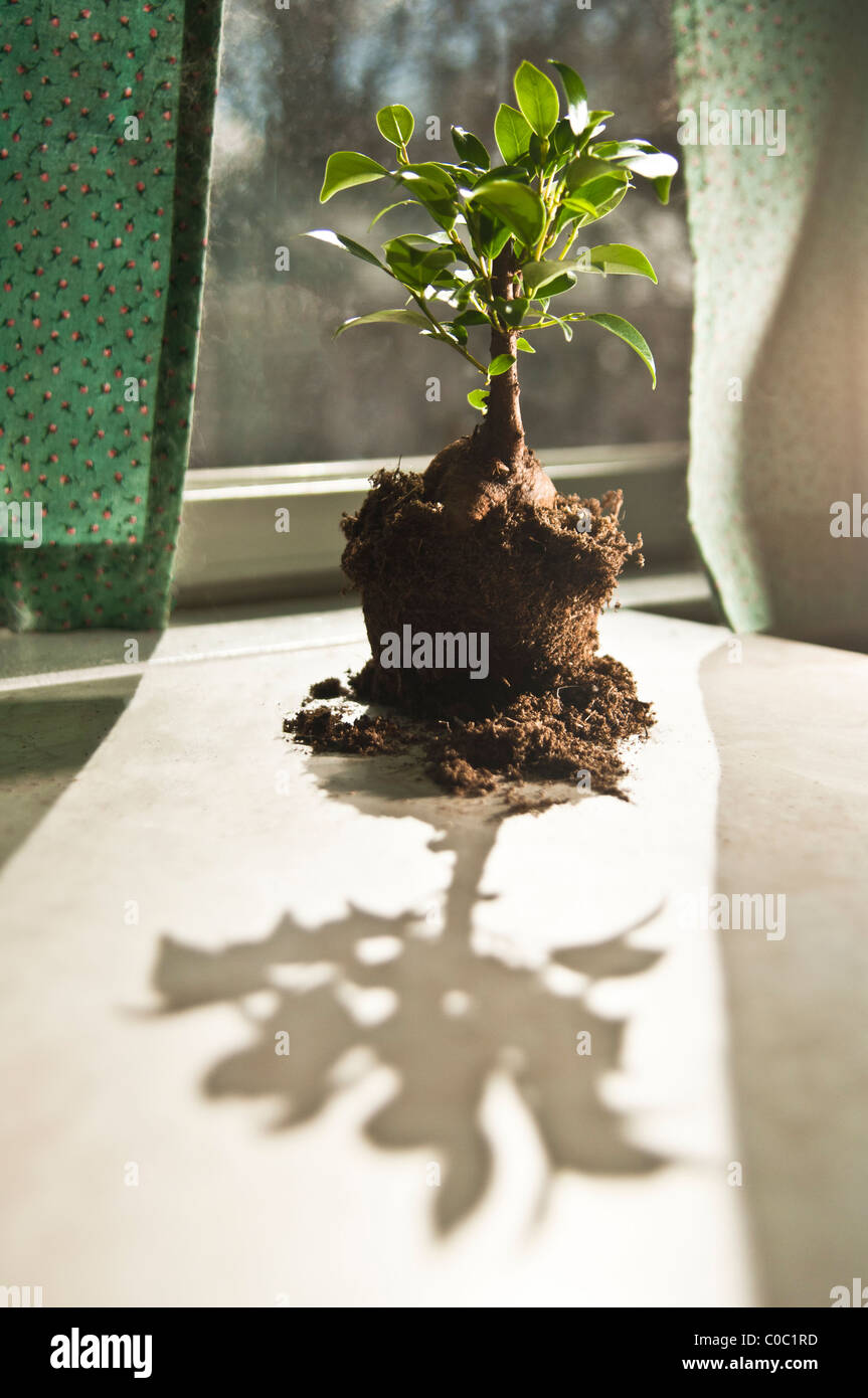 Small tree lit by sunlight through a window Stock Photo - Alamy