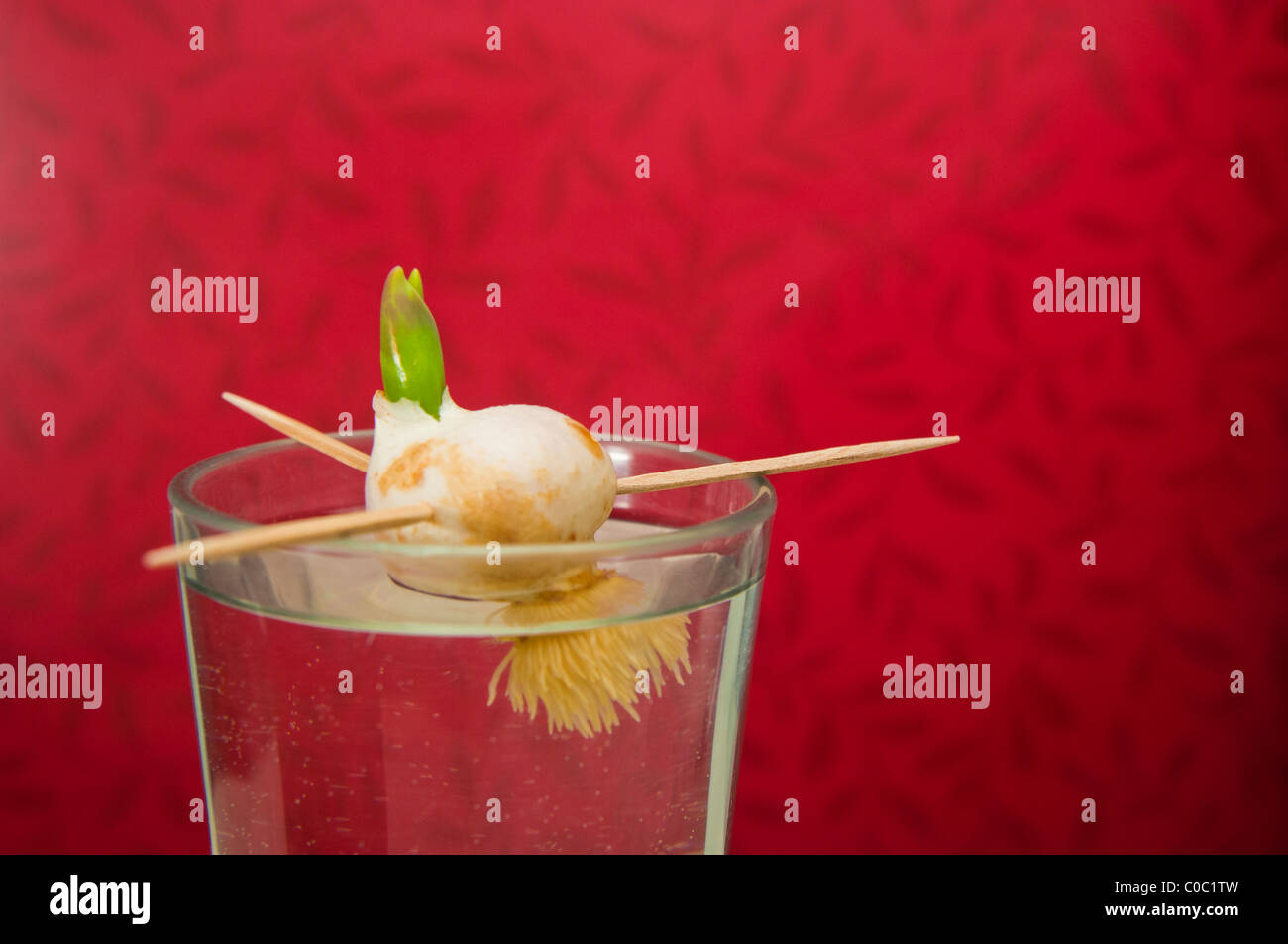 Tulip bulb in water, a child's science project Stock Photo - Alamy