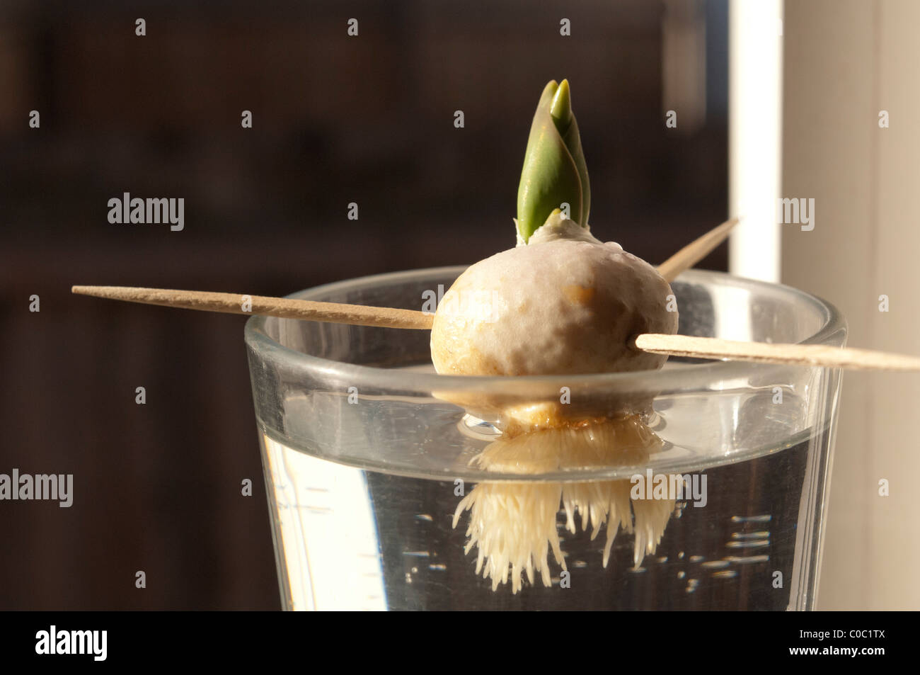 Tulip bulb in water, a child's science project Stock Photo - Alamy