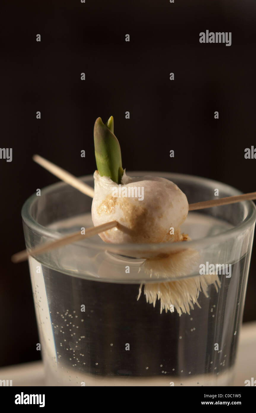 Tulip bulb in water, a child's science project Stock Photo - Alamy