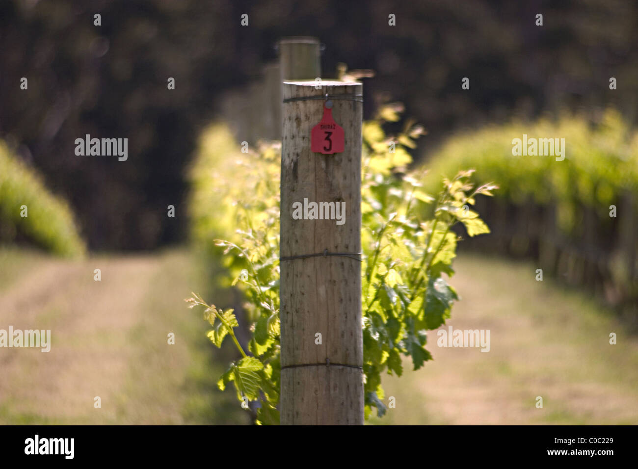 Grape Vine row with tag on pole Stock Photo - Alamy