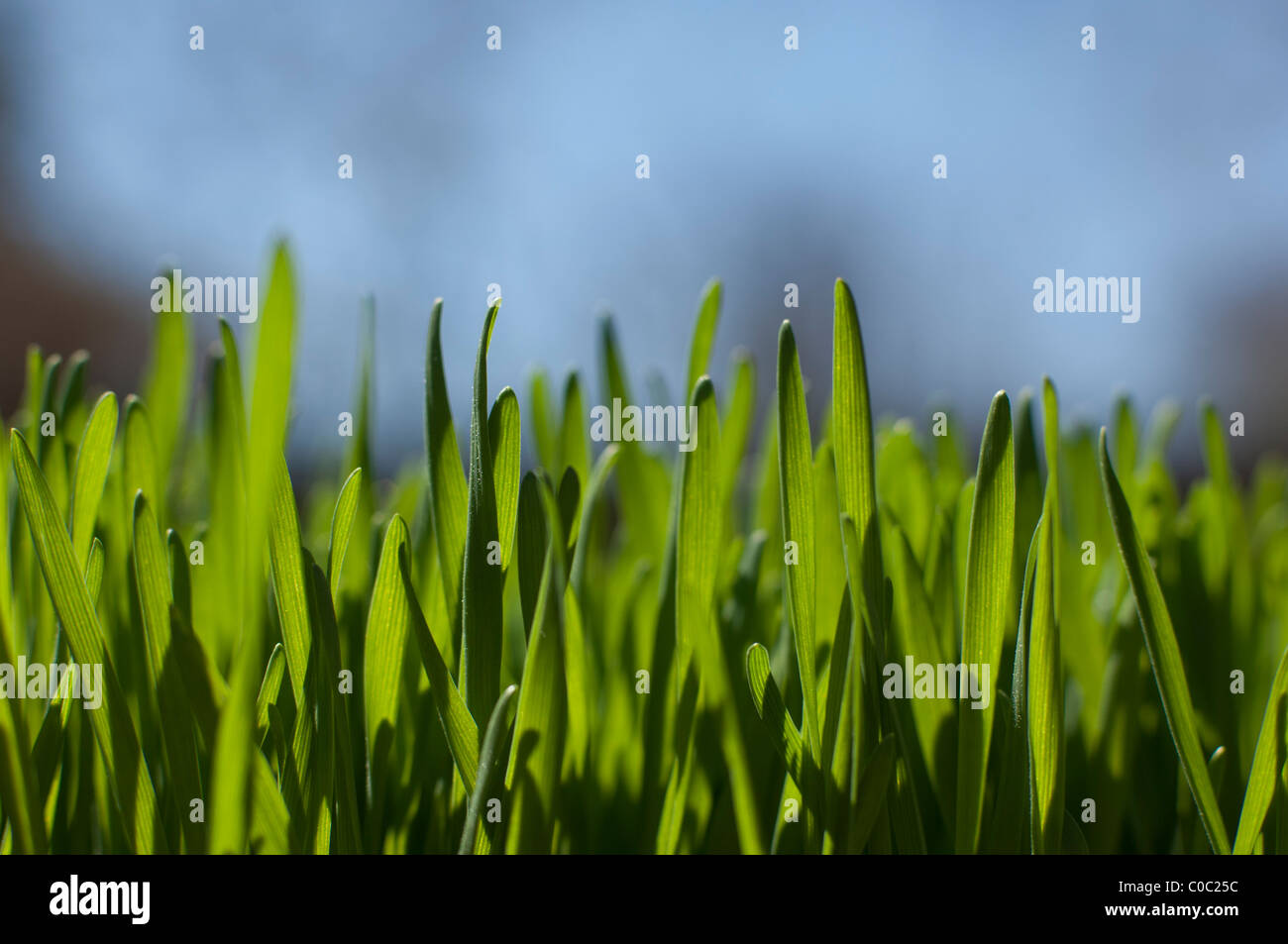 Selective focus shots of grass Stock Photo - Alamy