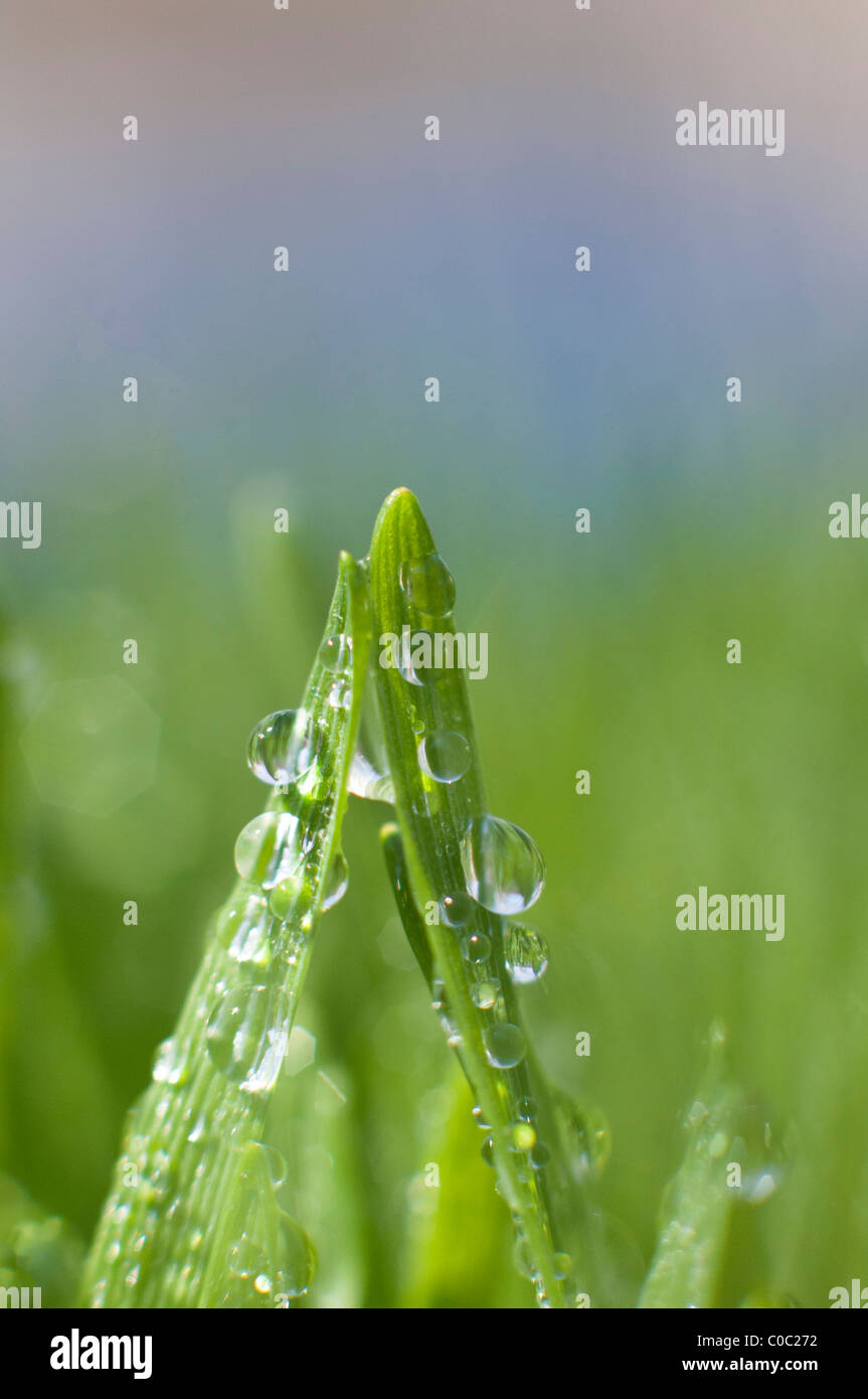 Dew drops on grass Stock Photo - Alamy