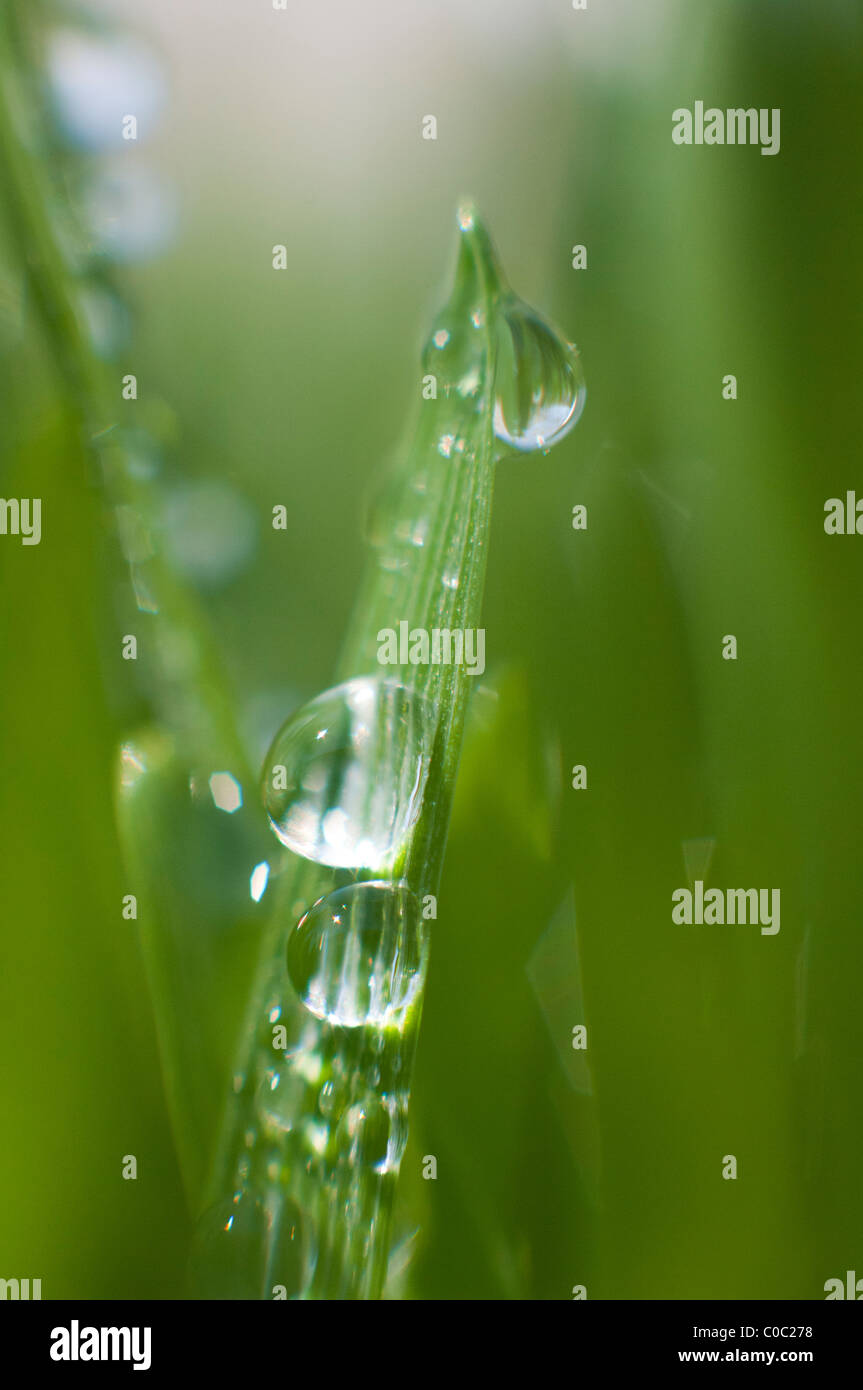 Dew drops on grass Stock Photo - Alamy