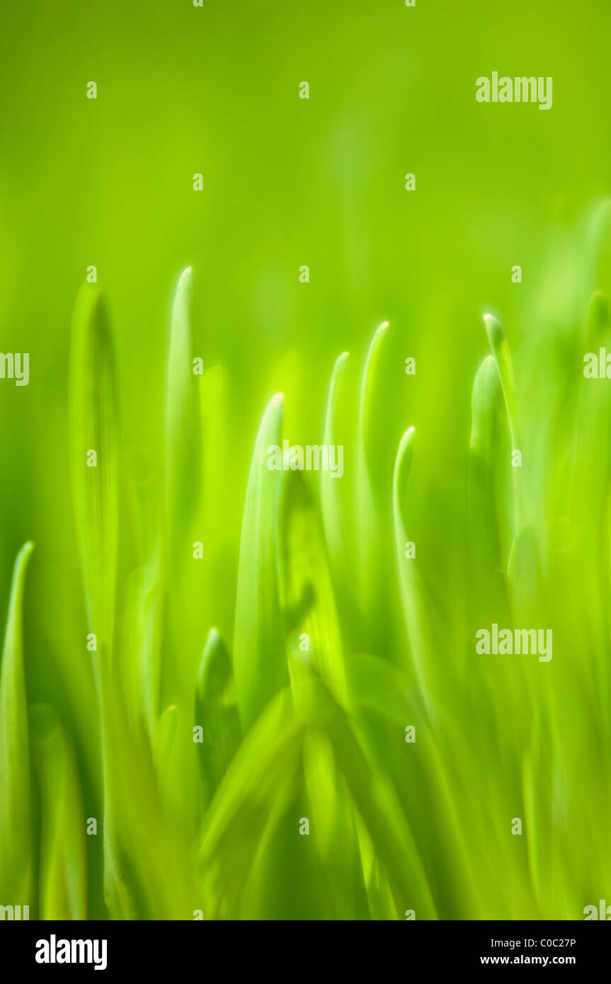 Close-up of grass Stock Photo - Alamy