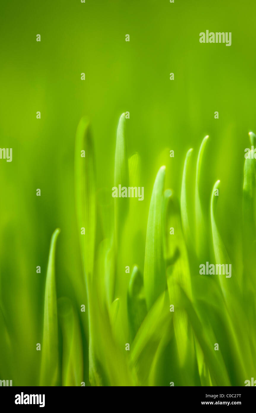 Close-up of grass Stock Photo - Alamy