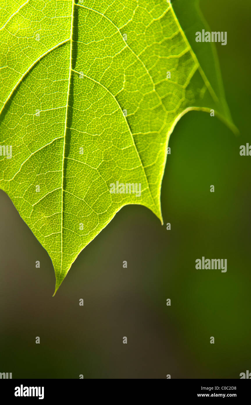 Maple leaf detail Stock Photo - Alamy