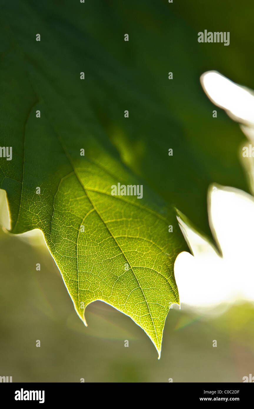 Maple leaf detail Stock Photo - Alamy