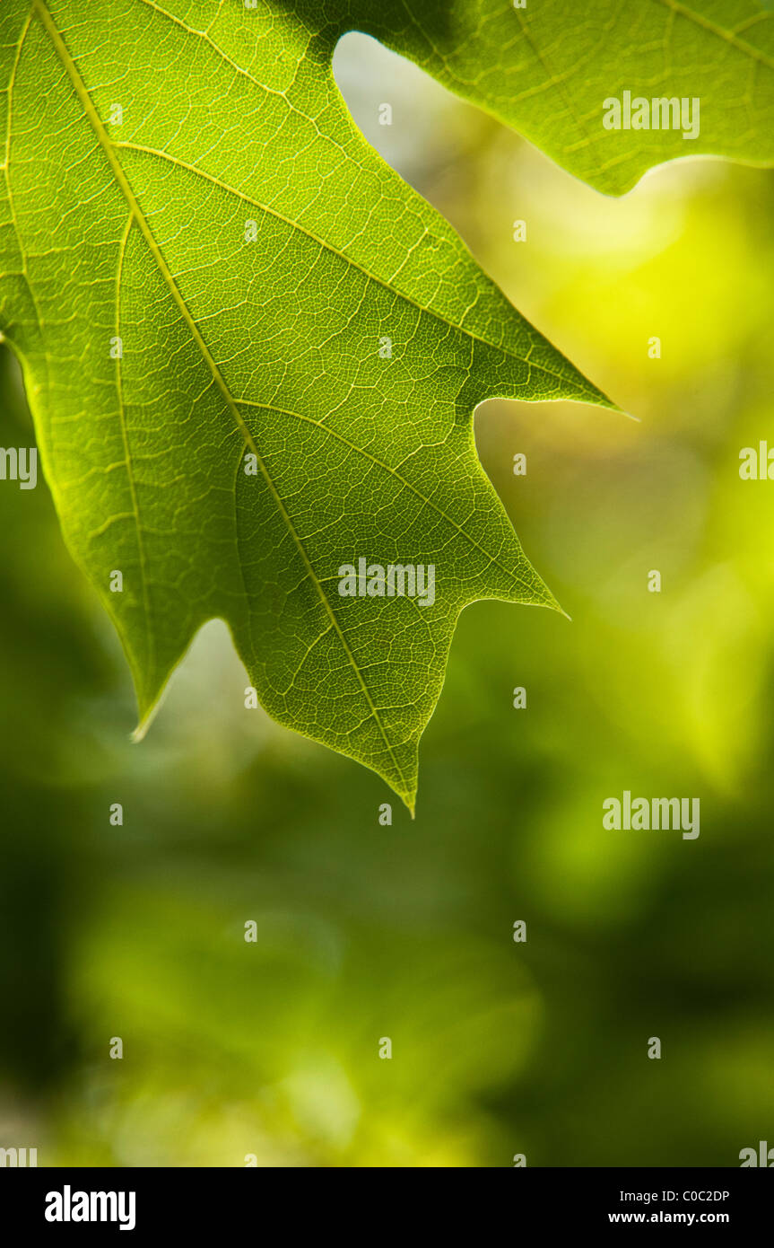 Maple leaf detail Stock Photo - Alamy
