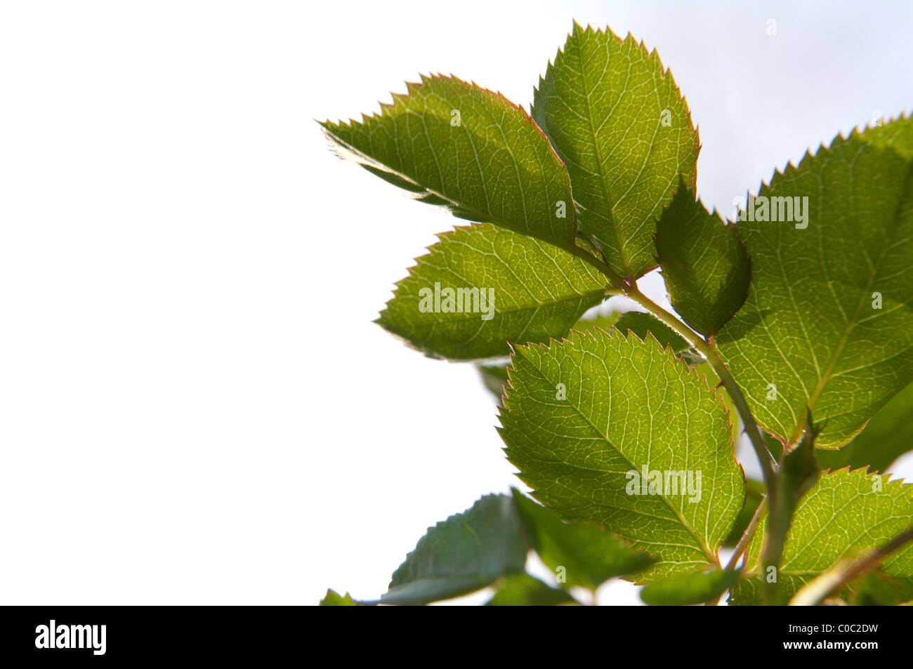 Rose leaves hi-res stock photography and images - Alamy