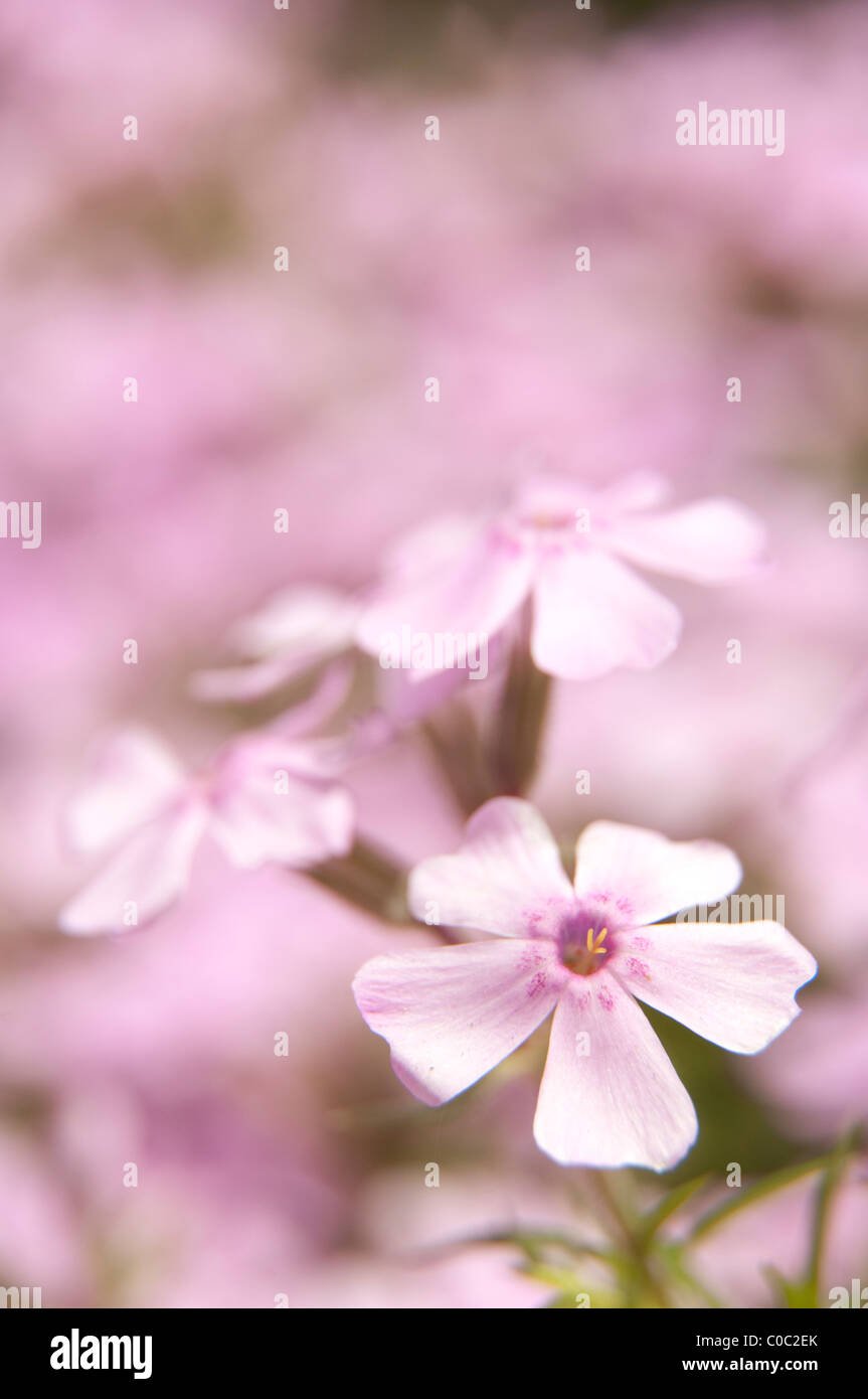 Close-up of phlox (Phlox Stock Photo - Alamy Close-up of phlox (Phlox Stock Photo - Alamy