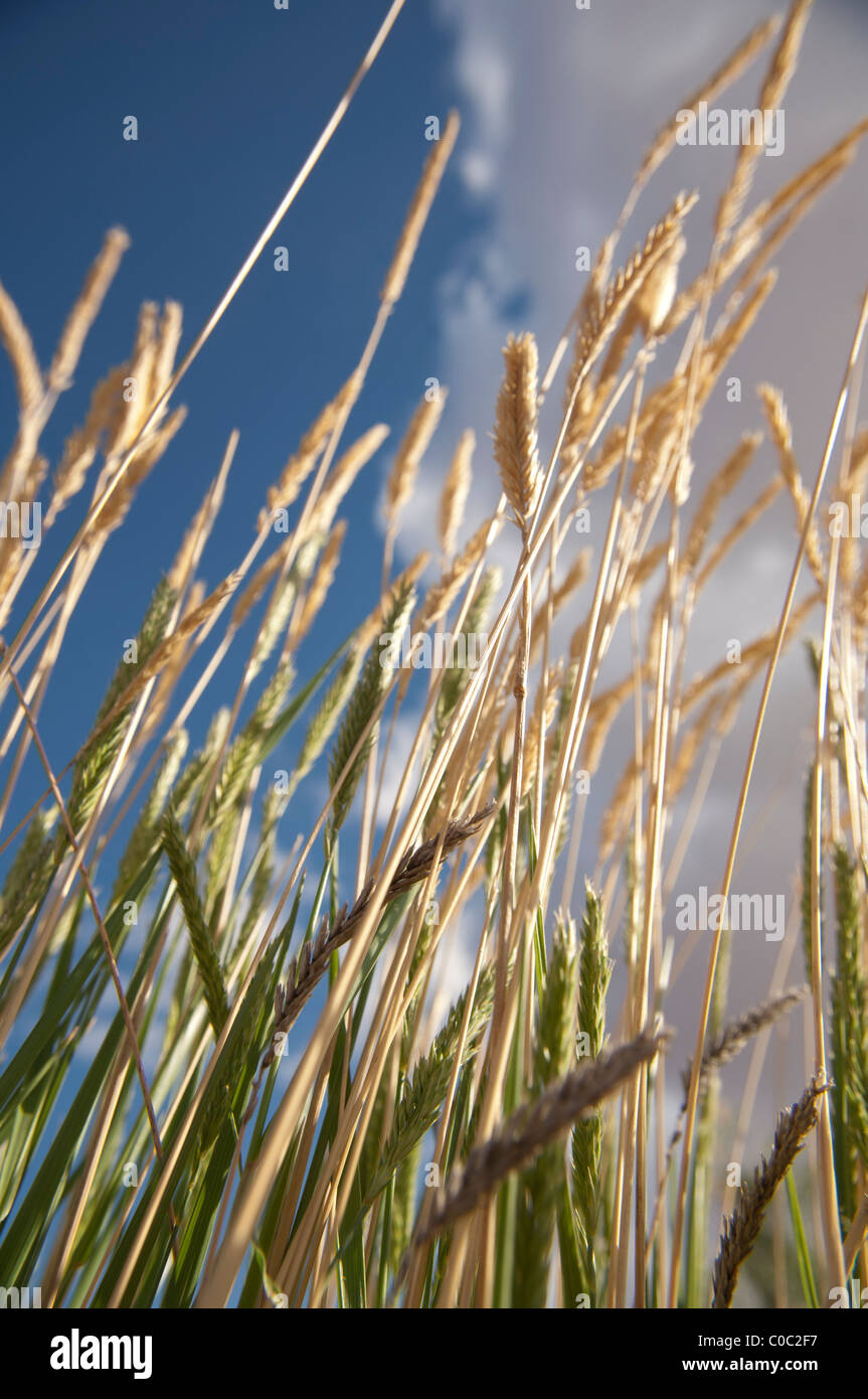 bug's eye view of wild grasses Stock Photo - Alamy