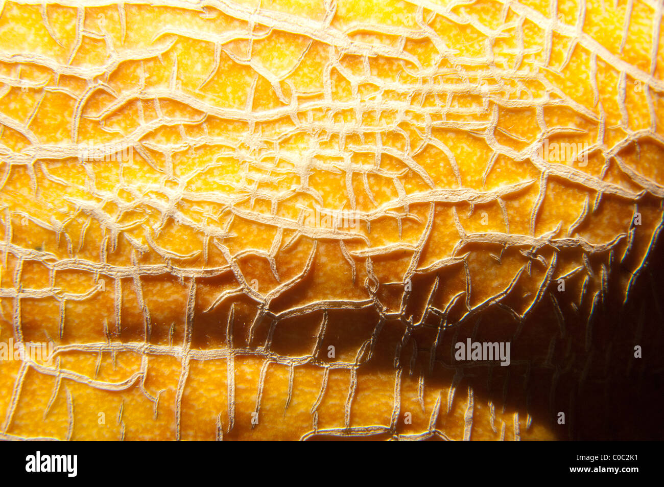 Melon skin close-up Stock Photo - Alamy