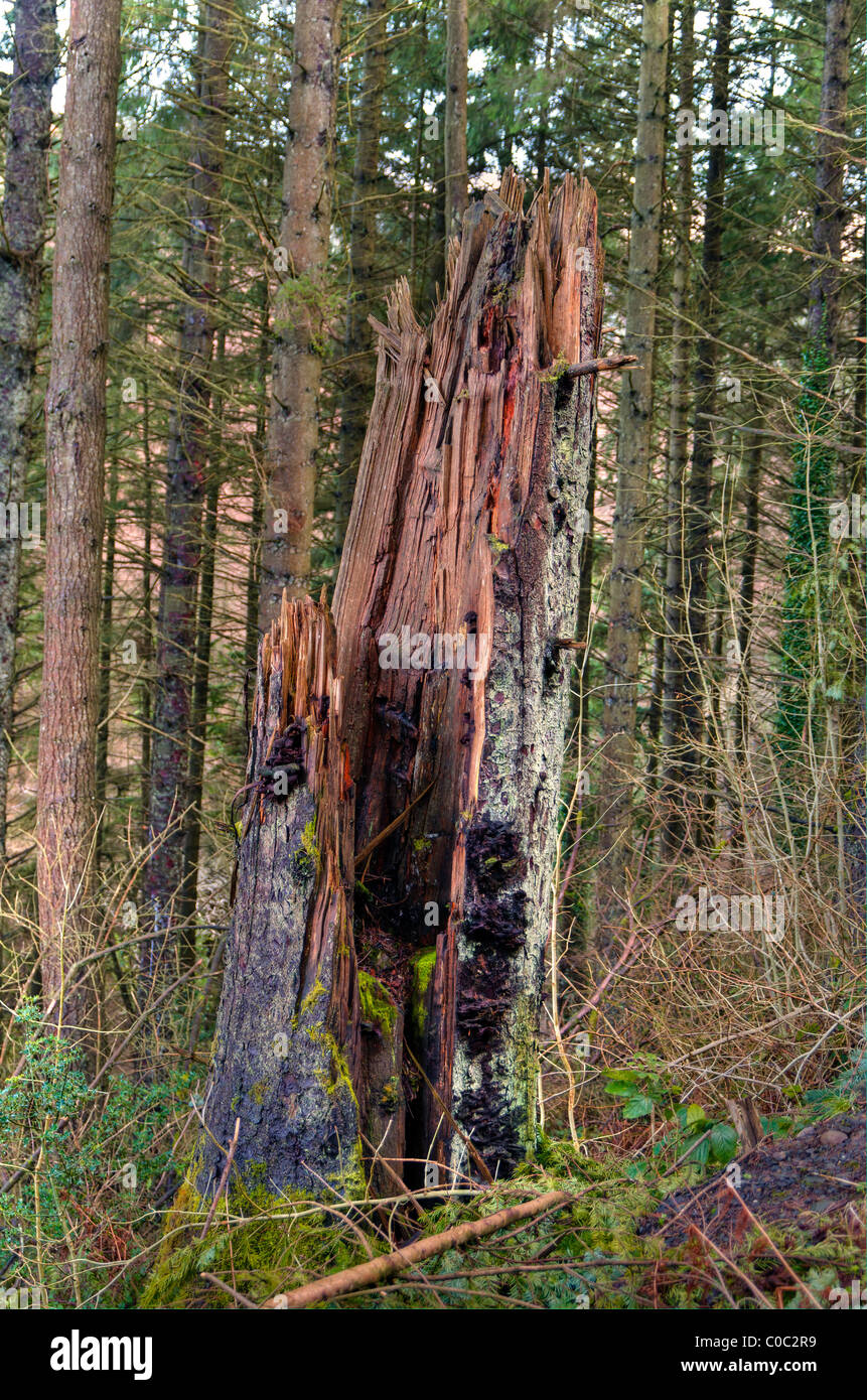 Old tree stump photographed in Glenariff Country Park, Glens of Antrim ...