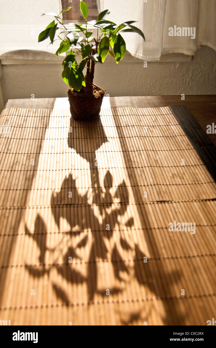 Tree casting shadow hi-res stock photography and images - Alamy