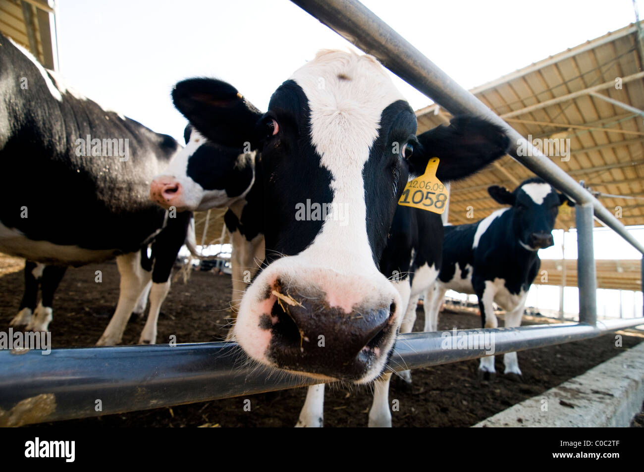 Cute cows in a dairy farm on an Israeli Kibbutz Stock Photo - Alamy