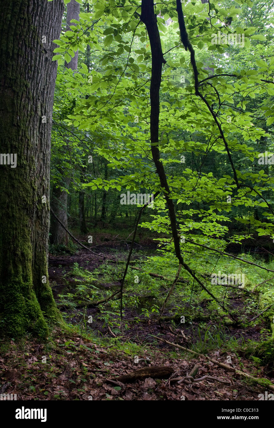 Hornbeam tree branch hi-res stock photography and images - Alamy