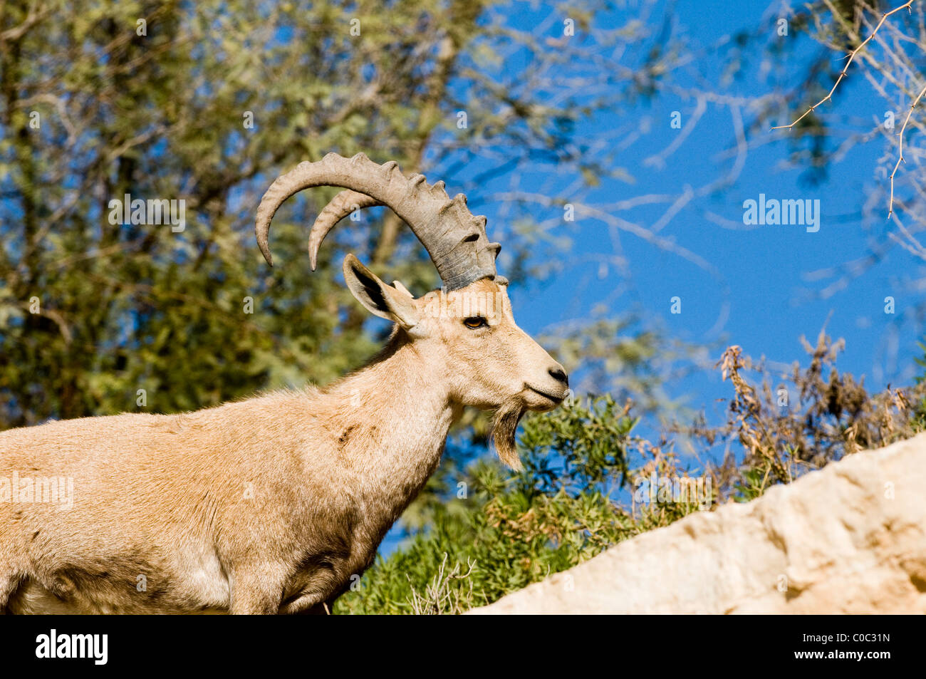 A beautiful Ibex ( mountain goat ) in Ein Avdat national park, Israel ...