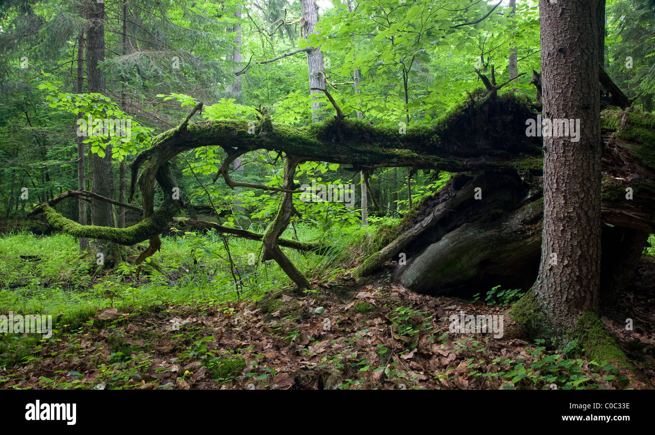 Broken tree roots partly declined against fresh green deciduous stand ...