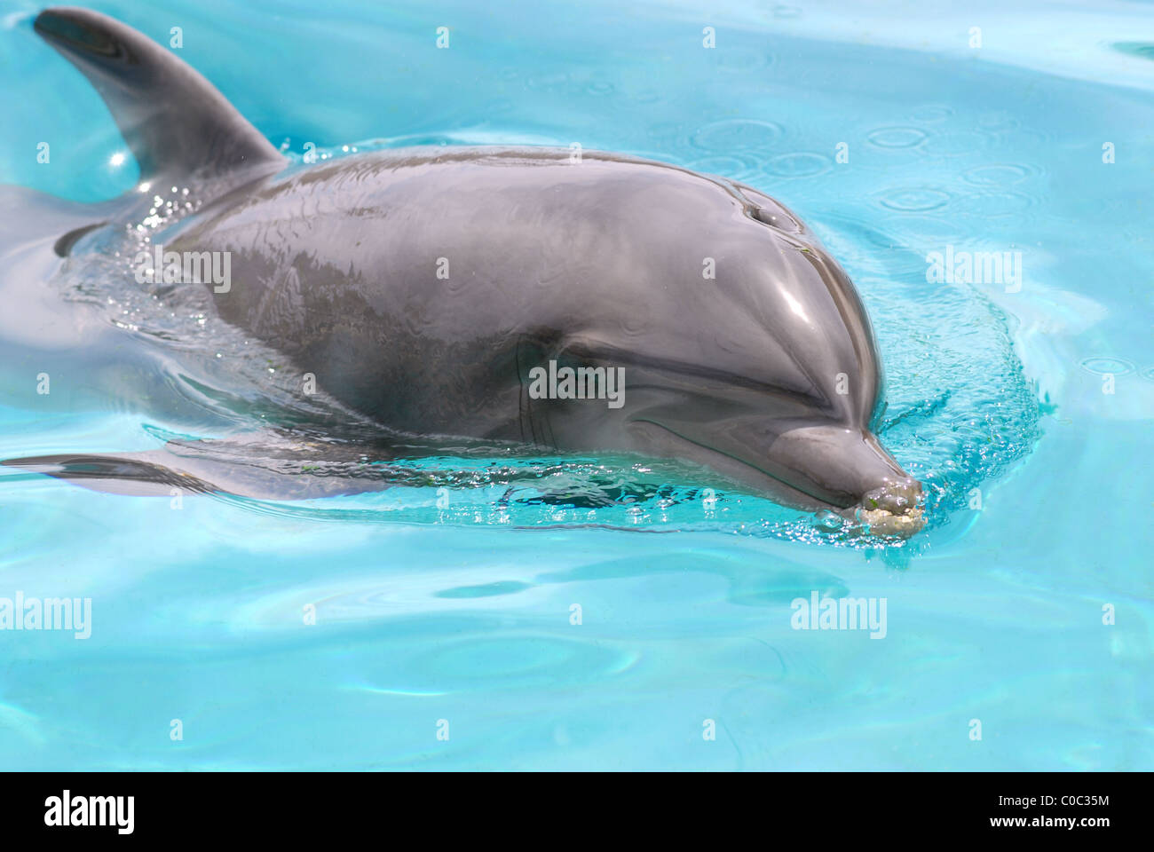 Tursiops Truncatus Blowhole High Resolution Stock Photography and Images - Alamy