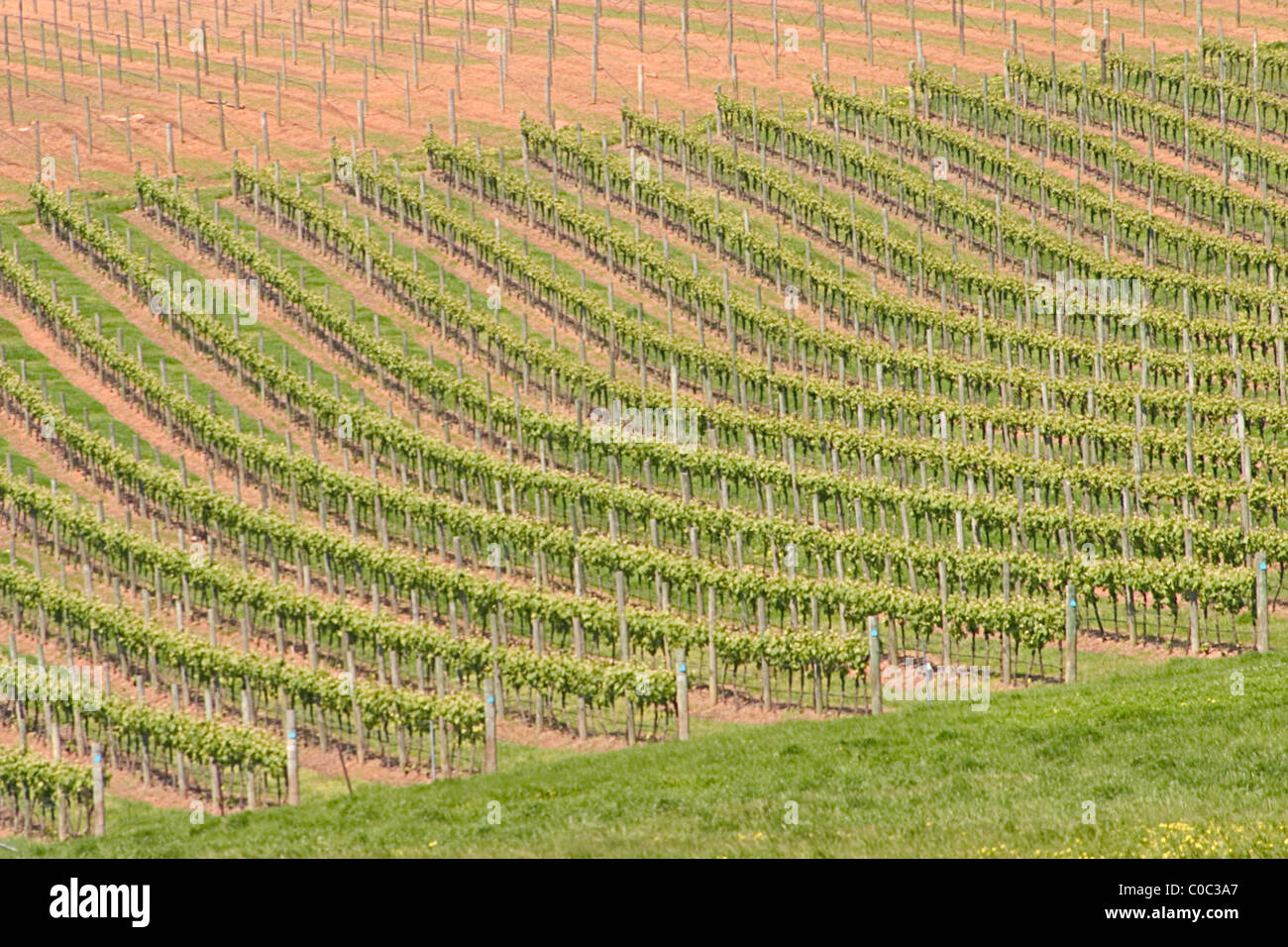Rows of vines in vineyard Stock Photo - Alamy