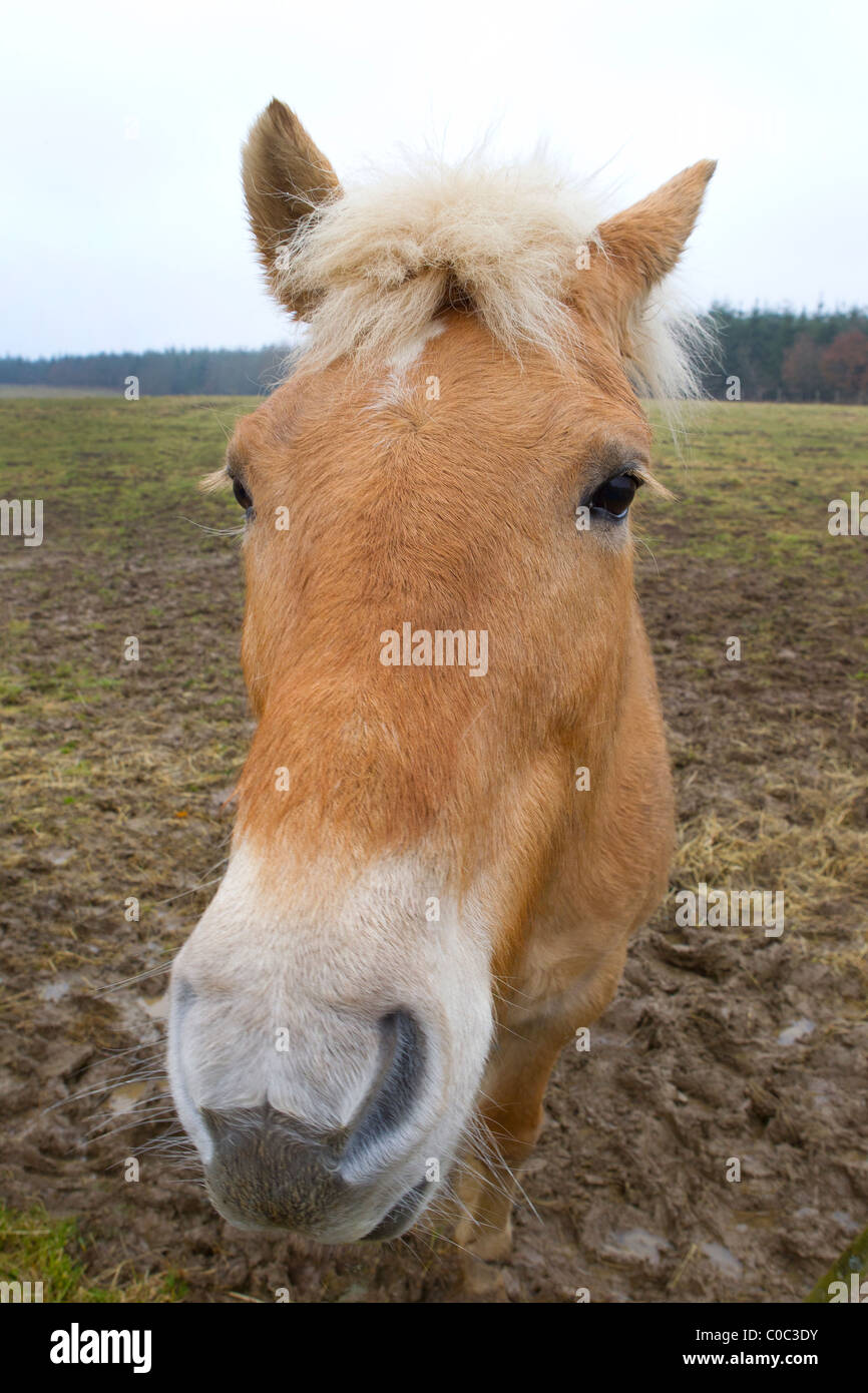 Horse head close up hi-res stock photography and images - Alamy