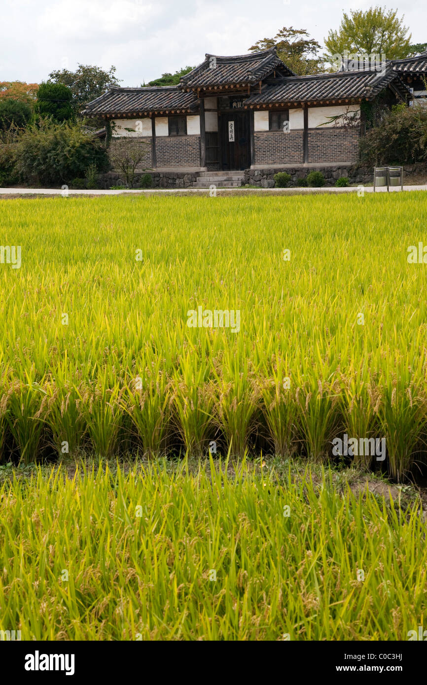 Korea Rice Fields High Resolution Stock Photography and Images - Alamy