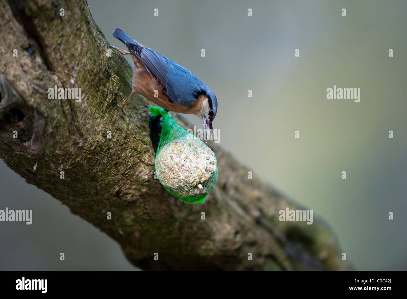 Nuthatch feeding hi-res stock photography and images - Alamy