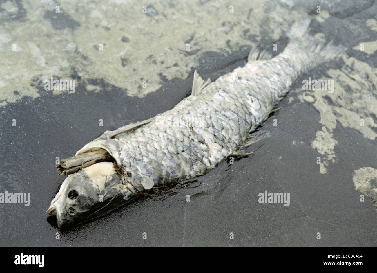 Dead horizontal hi-res stock photography and images - Alamy