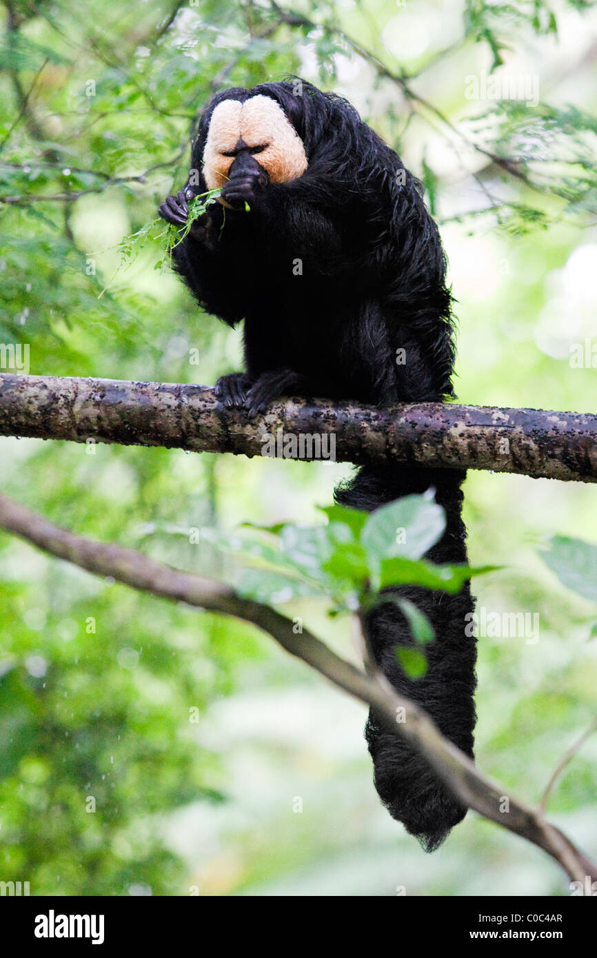 White-faced Saki monkey on a branch Stock Photo - Alamy