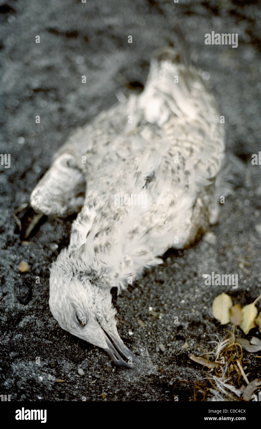Dead seagull on lake Albano shore, shallow DOF Stock Photo - Alamy