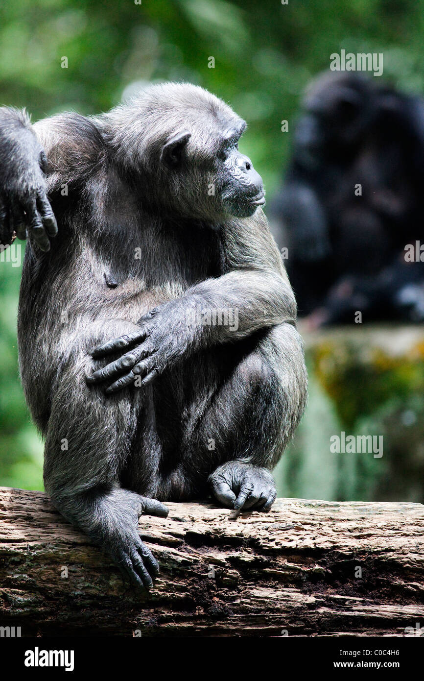 Portrait of a monkey Stock Photo - Alamy
