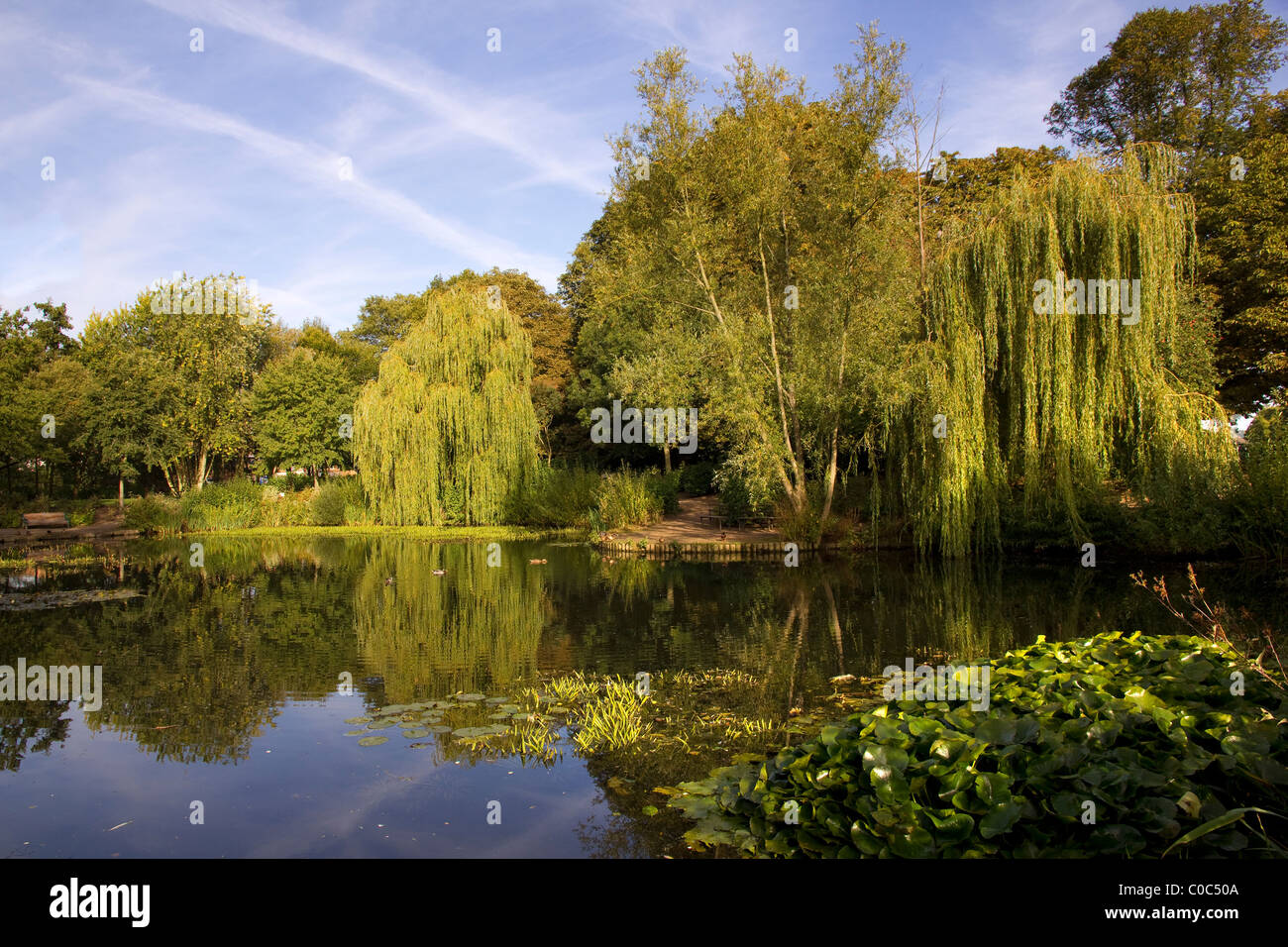 Lake in Town Park with weeping willows (Salix babylonica), Melton ...