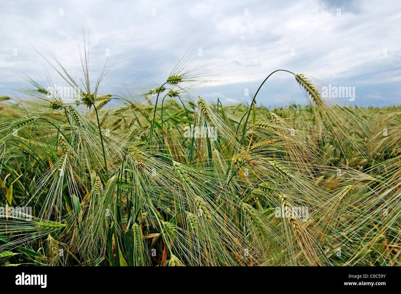 Green rye on the field. Dramatic cloudy sky behind Stock Photo - Alamy