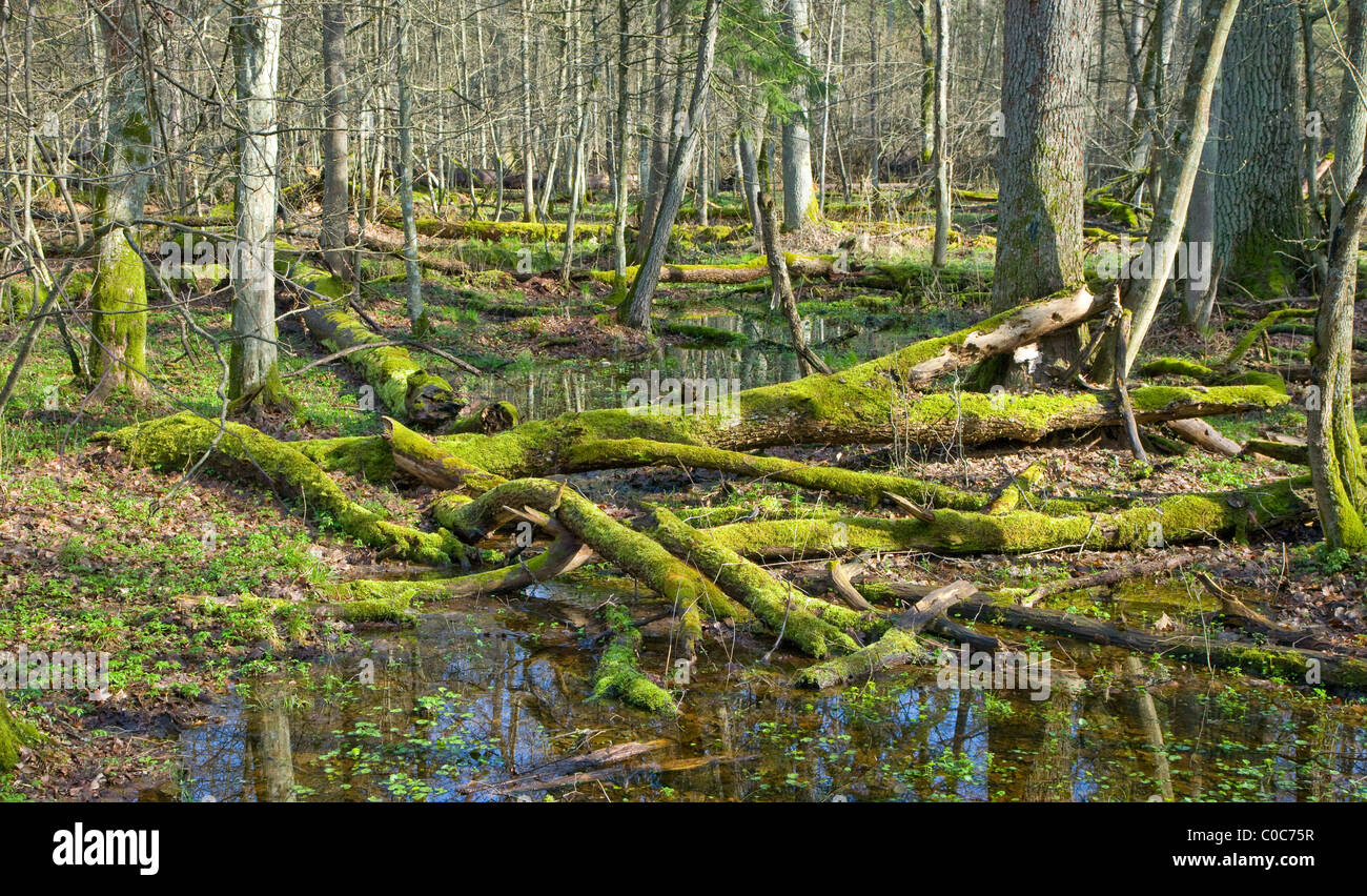 Spring landscape of old forest and water Stock Photo - Alamy