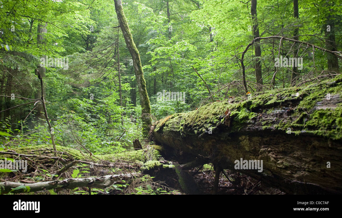 Natural forest at springtime morning with dead oak tree in foreground ...