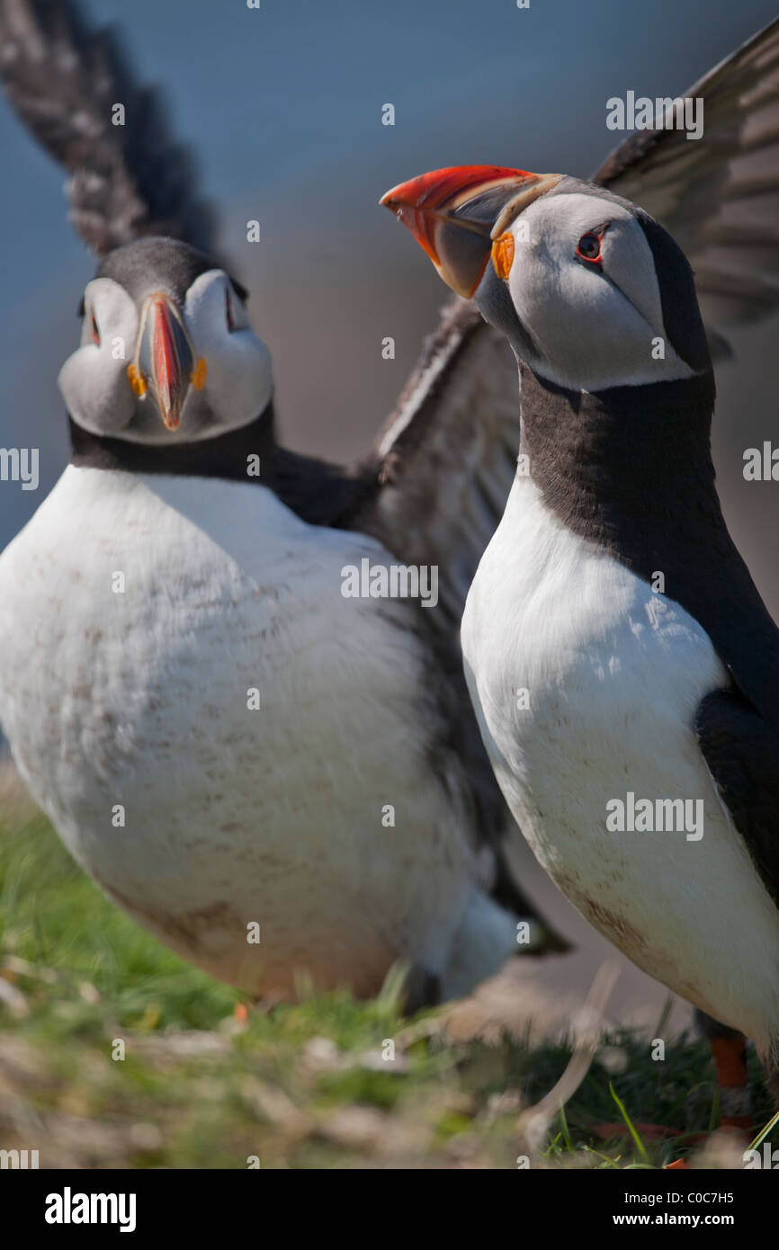 Atlantic puffin couple hi-res stock photography and images - Alamy