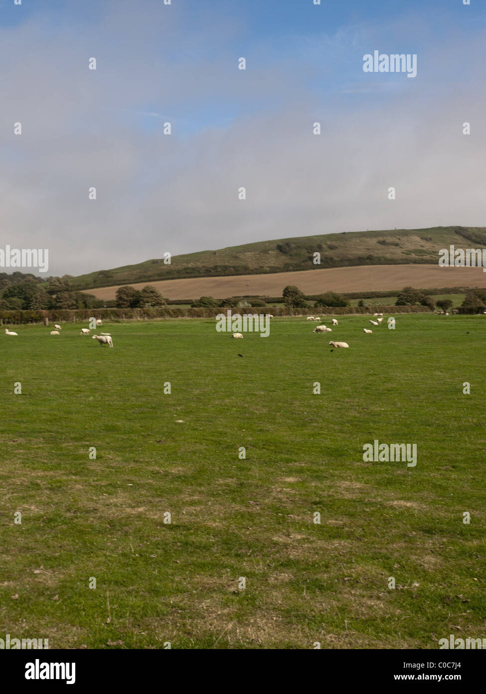 sheep farm livestock warwickshire england uk Stock Photo - Alamy
