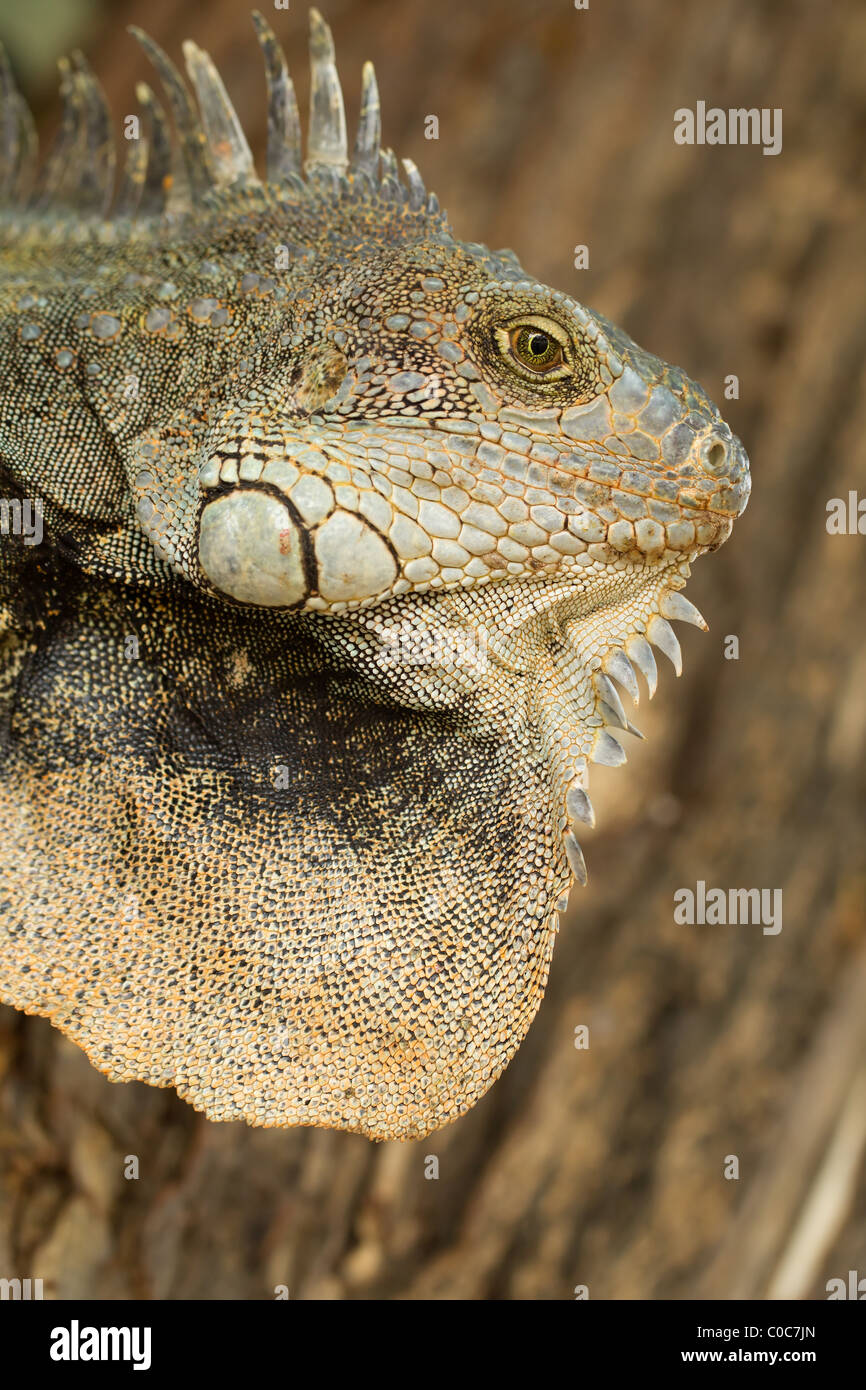Large Male Iguana In His Nature Habitats Stock Photo - Alamy