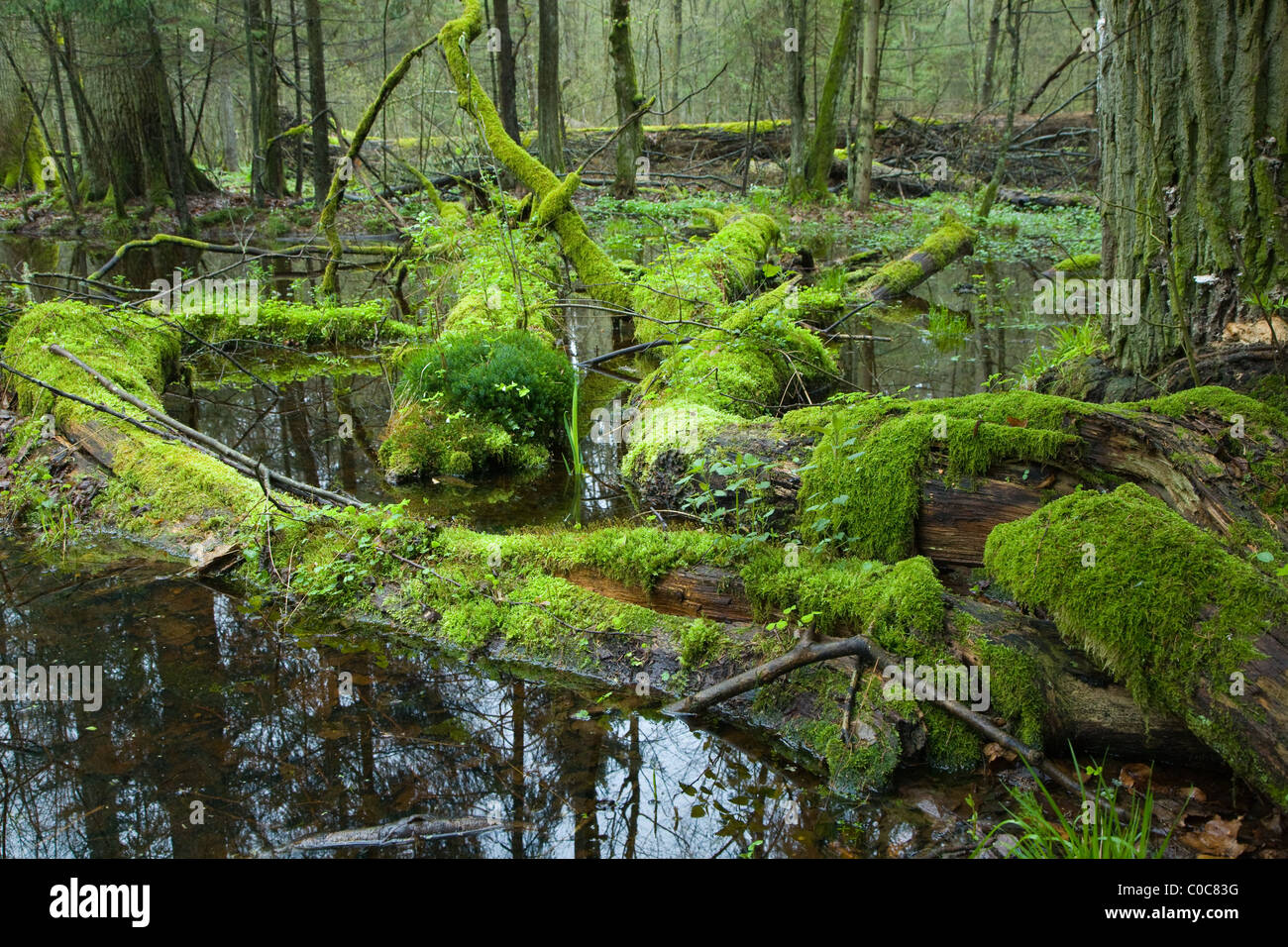 Dead tree trunks lying in water moss wrapped Stock Photo - Alamy