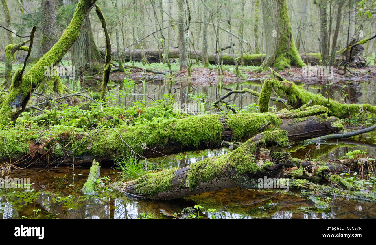 Broken tree log lying moss hi-res stock photography and images - Alamy