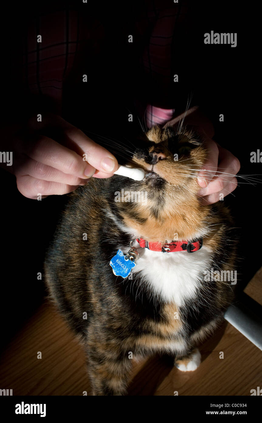 Cleaning the cats teeth,cats oral hygene,feline tooth abscess Stock ...